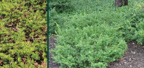 Everlow Yew | Johnson's Nursery | KB