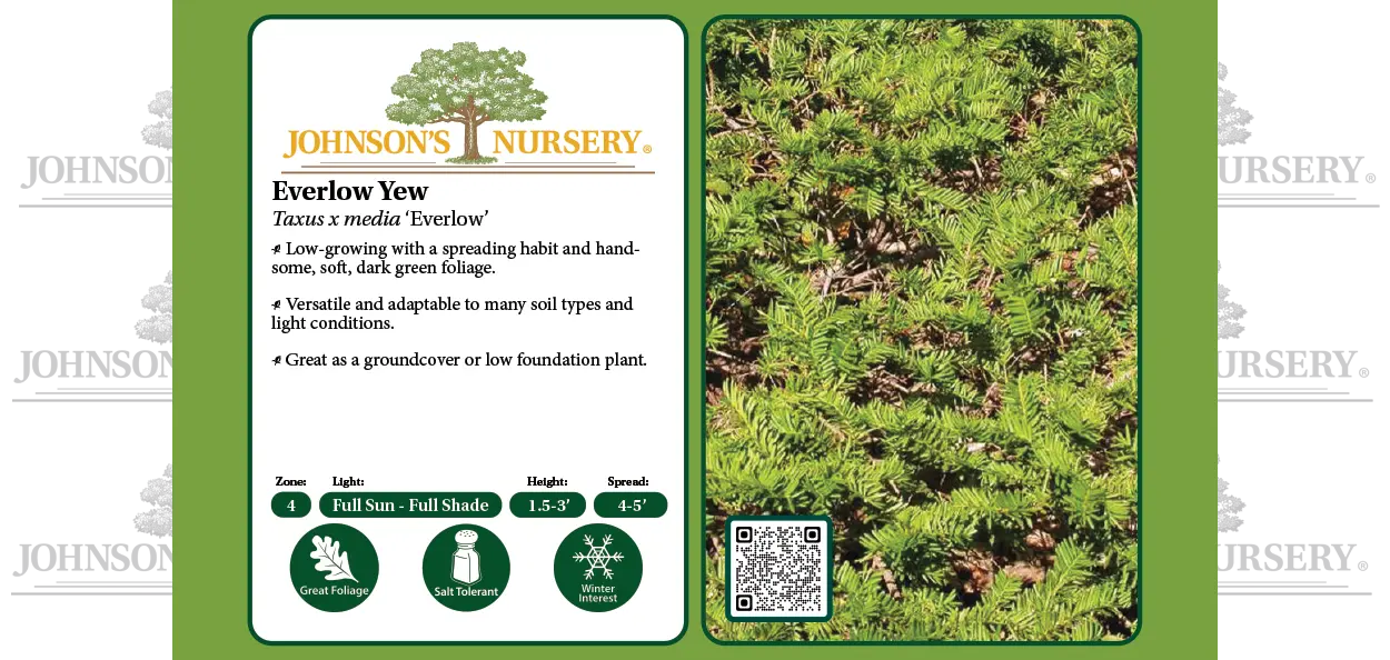 Everlow Yew | Johnson's Nursery | KB