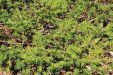 Everlow Yew | Johnson's Nursery | KB