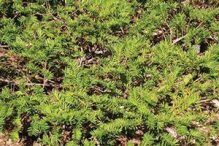 Everlow Yew | Johnson's Nursery | KB