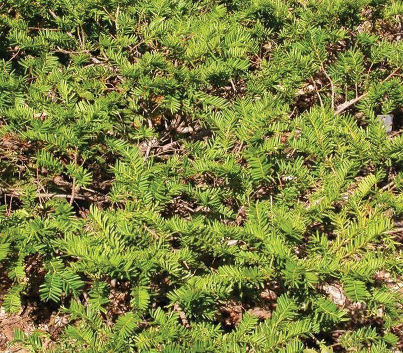 Everlow Yew | Johnson's Nursery | KB