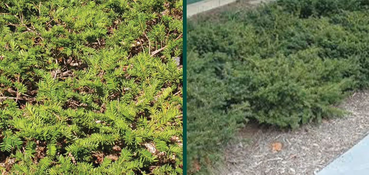 Everlow Yew | Johnson's Nursery | KB