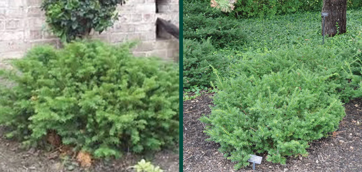 Everlow Yew | Johnson's Nursery | KB