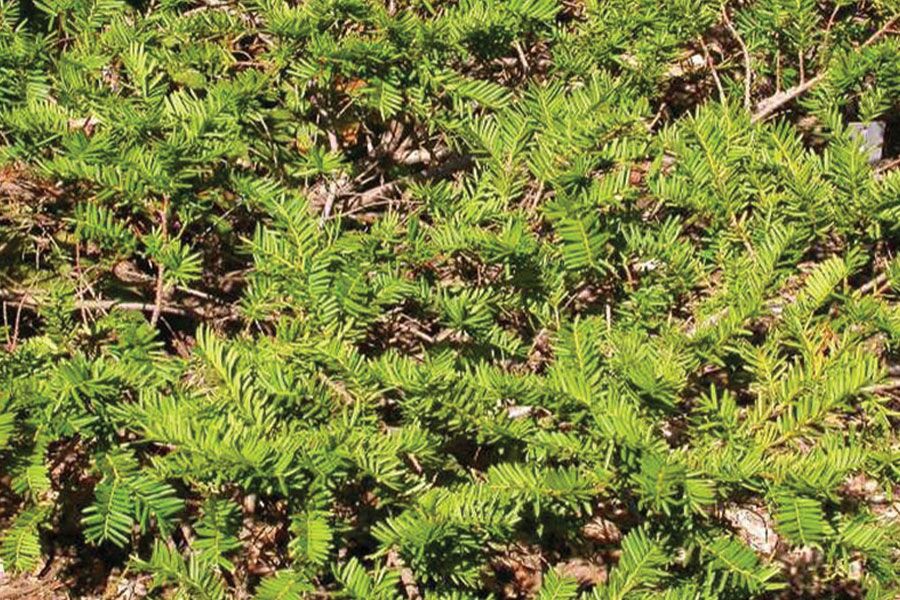 Everlow Yew | Johnson's Nursery | KB