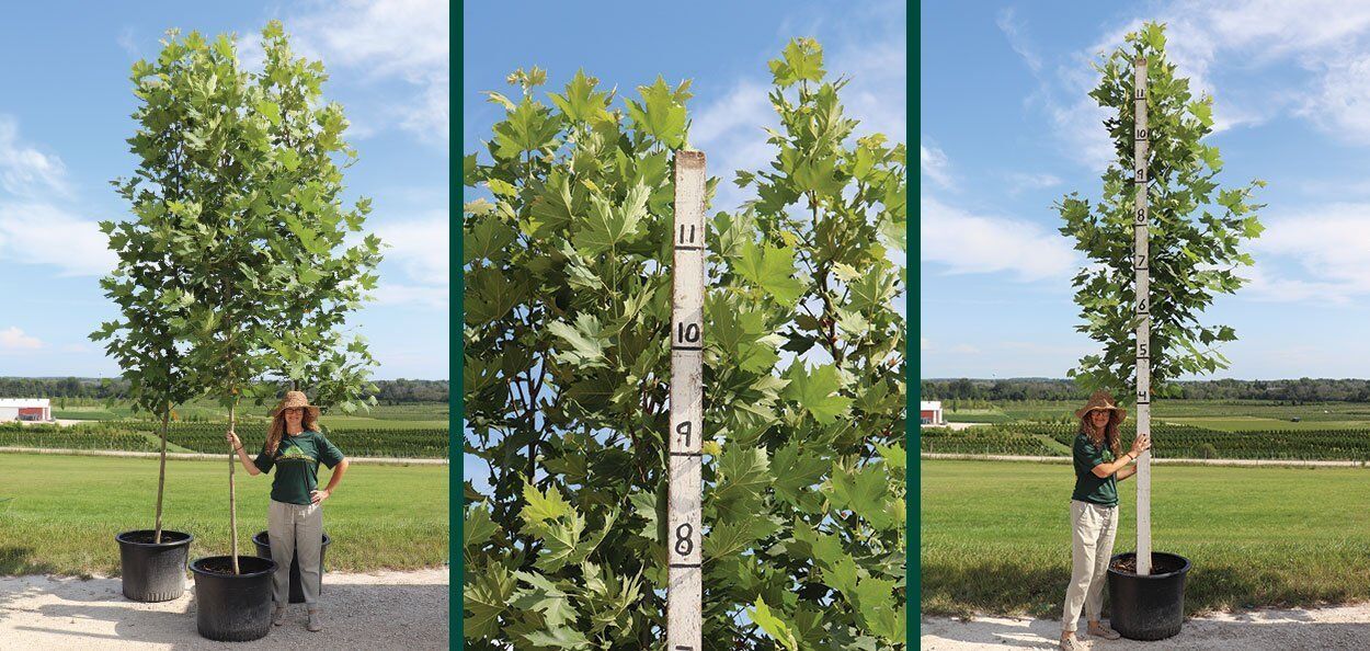 Exclamation!™ London Planetree | Johnson's Nursery | KB