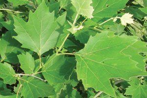 Exclamation!™ London Planetree | Johnson's Nursery | KB