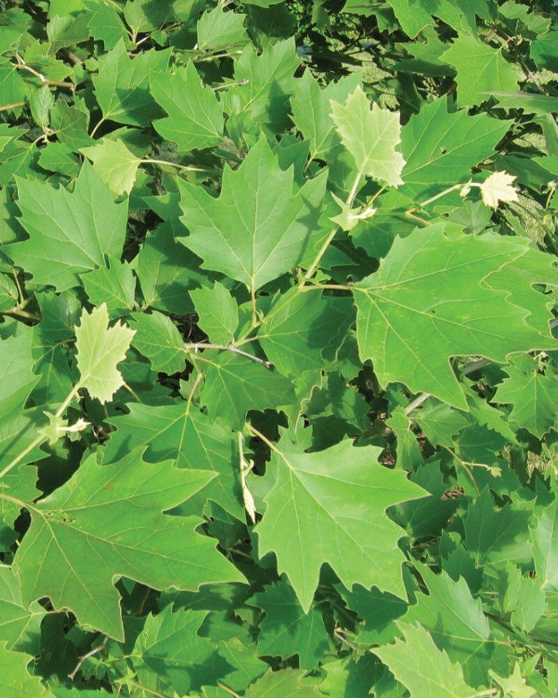 Exclamation!™ London Planetree | Johnson's Nursery | KB