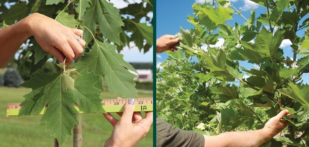 Exclamation!™ London Planetree | Johnson's Nursery | KB