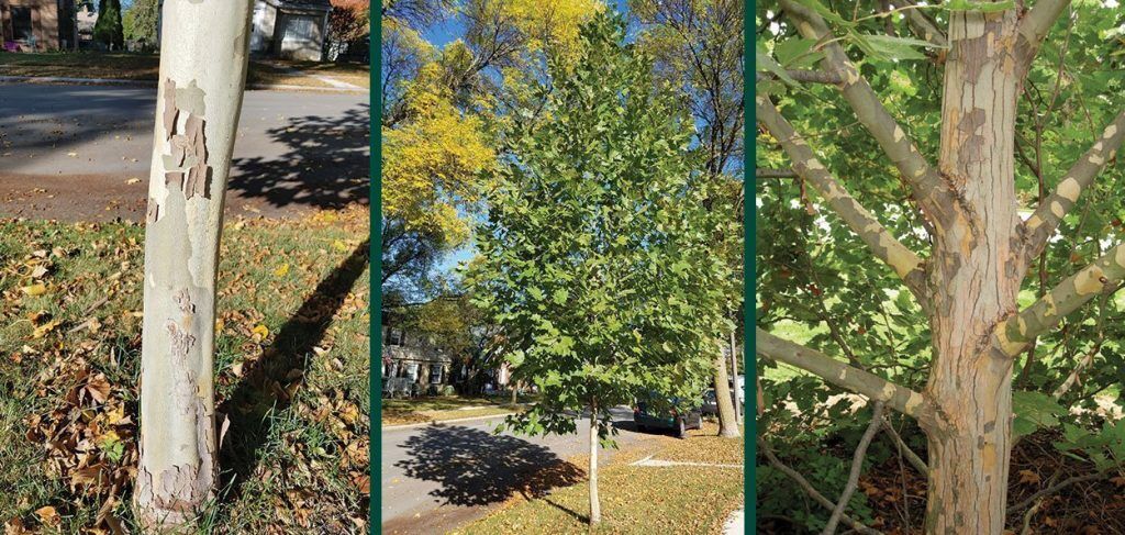 Exclamation!™ London Planetree | Johnson's Nursery | KB