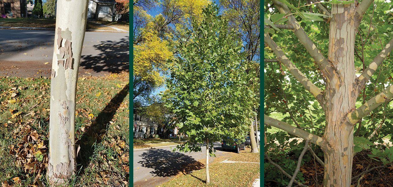 Exclamation!™ London Planetree | Johnson's Nursery | KB