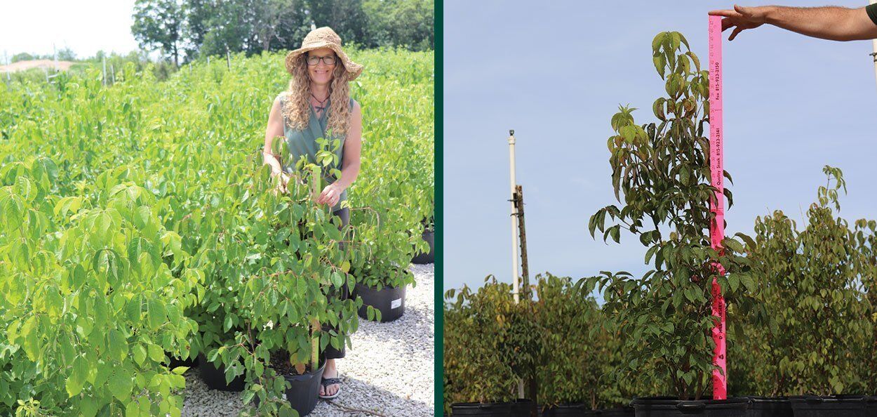 Bladdernut | Johnson's Nursery | KB