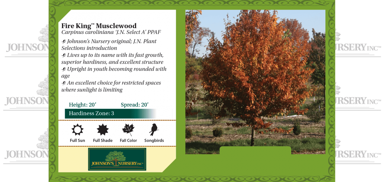 Fire King™ Musclewood | Johnson's Nursery | KB