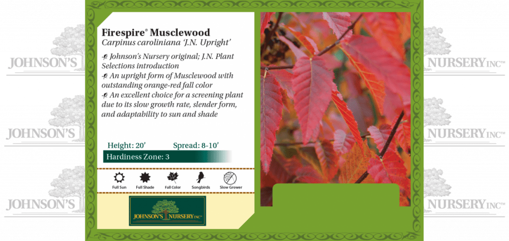 Firespire® Musclewood | Johnson's Nursery | KB