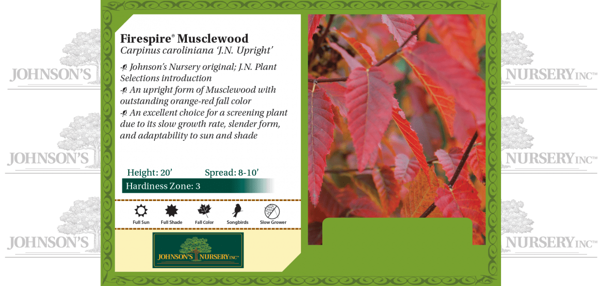 Firespire® Musclewood | Johnson's Nursery | KB