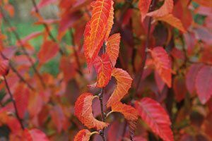Firespire® Musclewood | Johnson's Nursery | KB