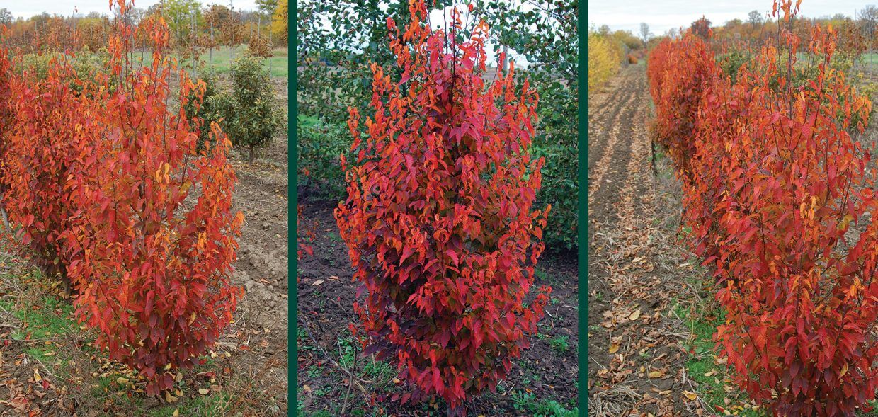 Firespire® Musclewood | Johnson's Nursery | KB