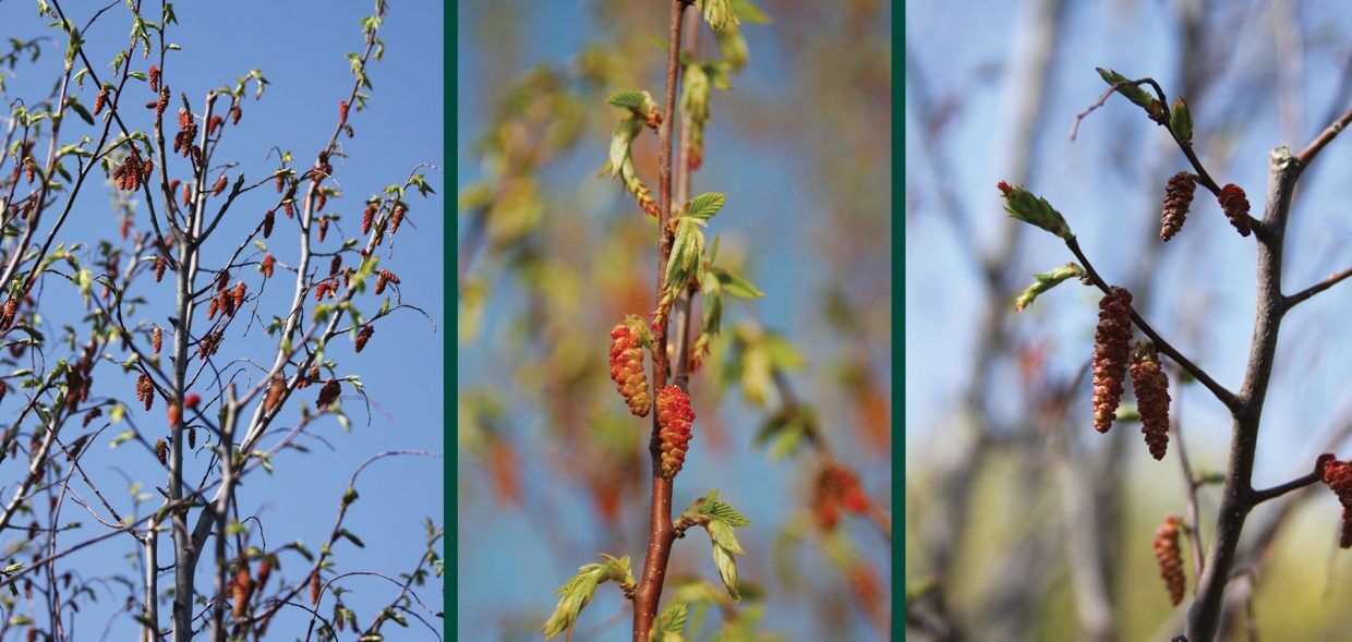 Firespire® Musclewood | Johnson's Nursery | KB
