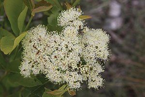 Witherod Viburnum | Johnson's Nursery | KB