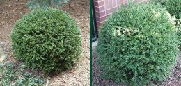 Green Gem Boxwood Johnson S Nursery Kb
