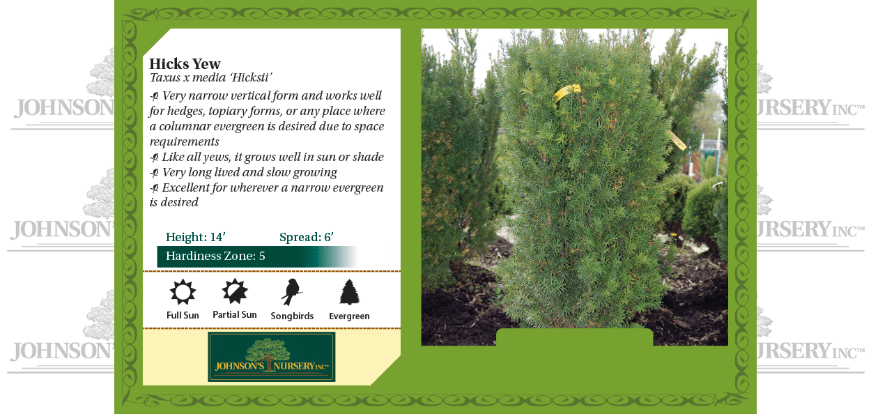 Hicks Yew | Johnson's Nursery | KB