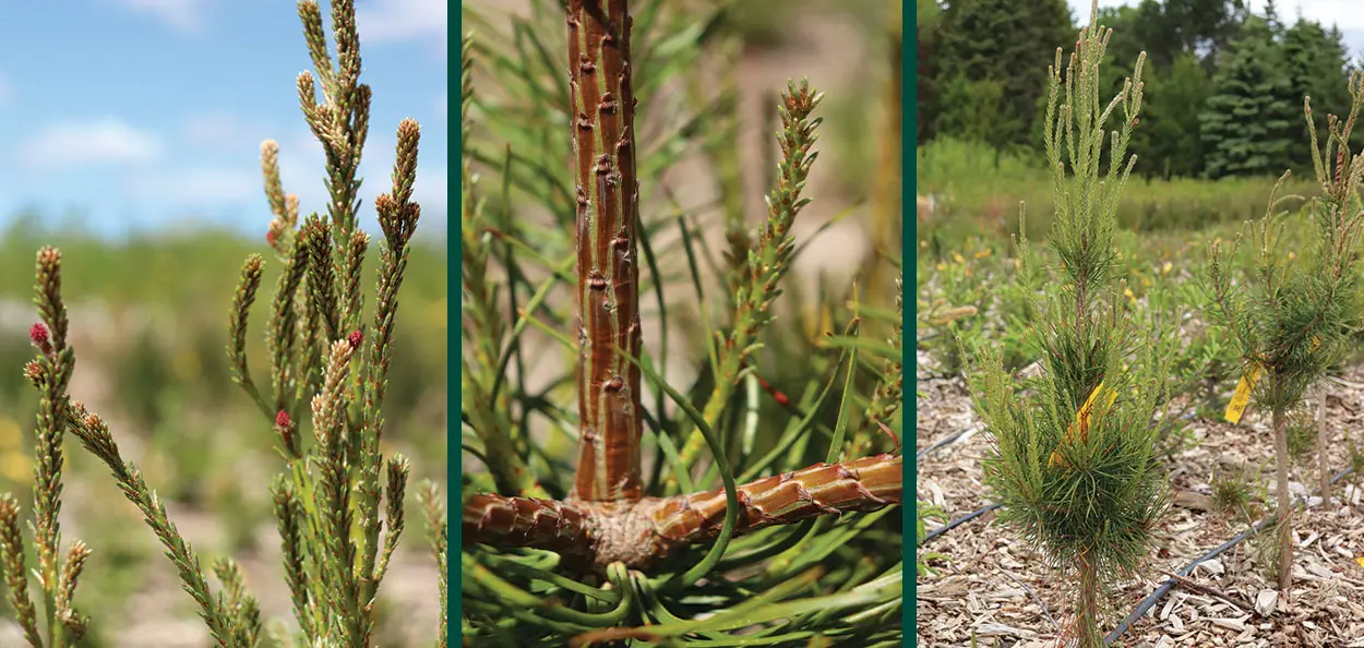 Jack Pine | Johnson's Nursery | KB