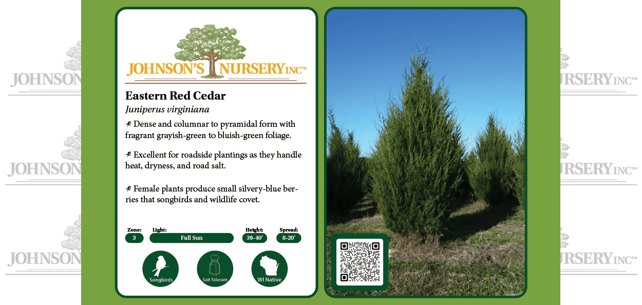 Juniper Brodie Evergreen Tree