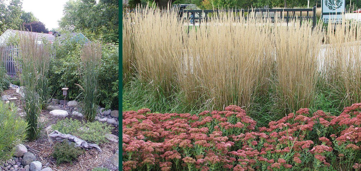 Karl Foerster Feather Reed Grass | Johnson's Nursery | KB