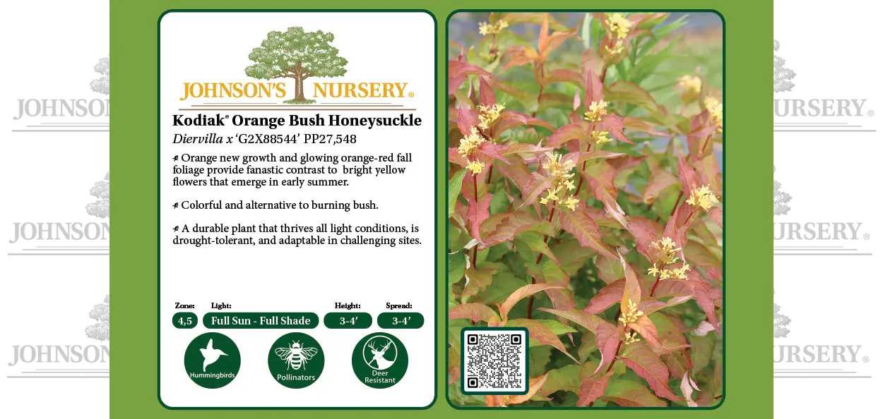 Kodiak® Orange Bush Honeysuckle | Johnson's Nursery | KB