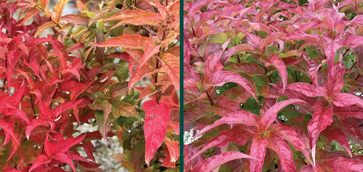 Kodiak® Orange Bush Honeysuckle | Johnson's Nursery | KB