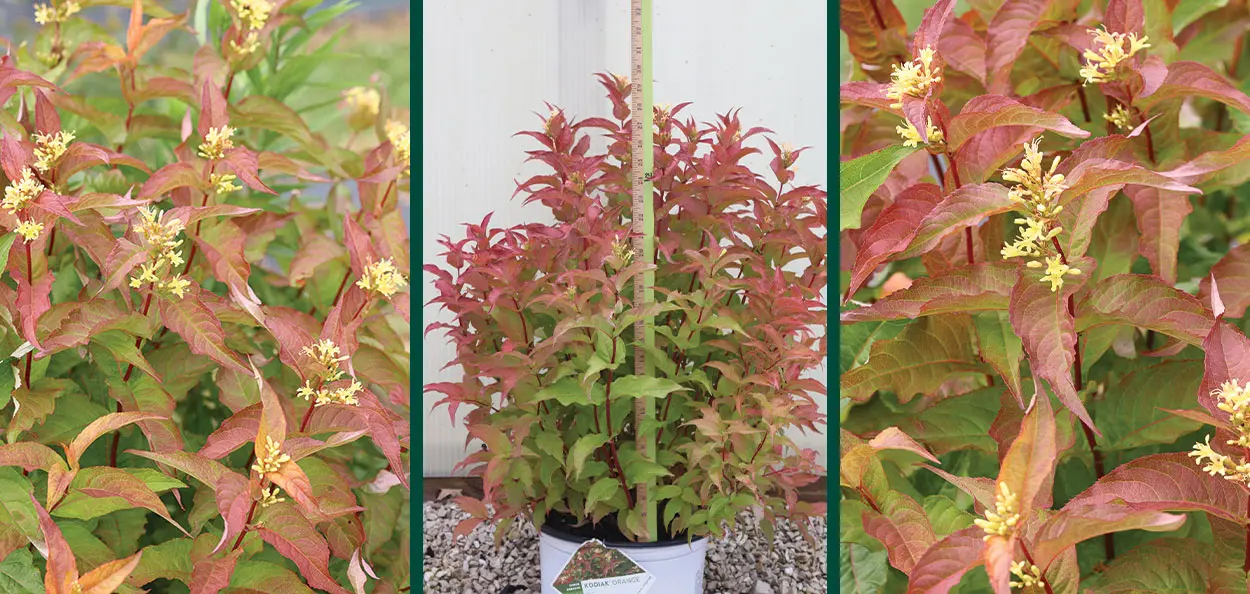 Kodiak® Orange Bush Honeysuckle | Johnson's Nursery | KB