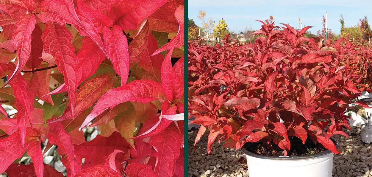 Kodiak® Orange Bush Honeysuckle | Johnson's Nursery | KB