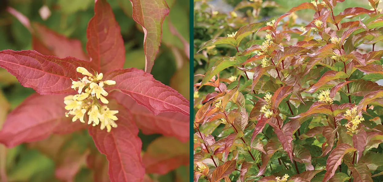 Kodiak® Orange Bush Honeysuckle | Johnson's Nursery | KB