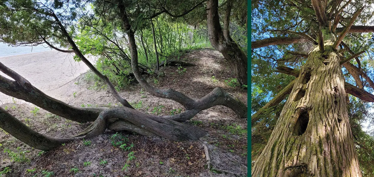 Northern White Cedar | Johnson's Nursery | KB