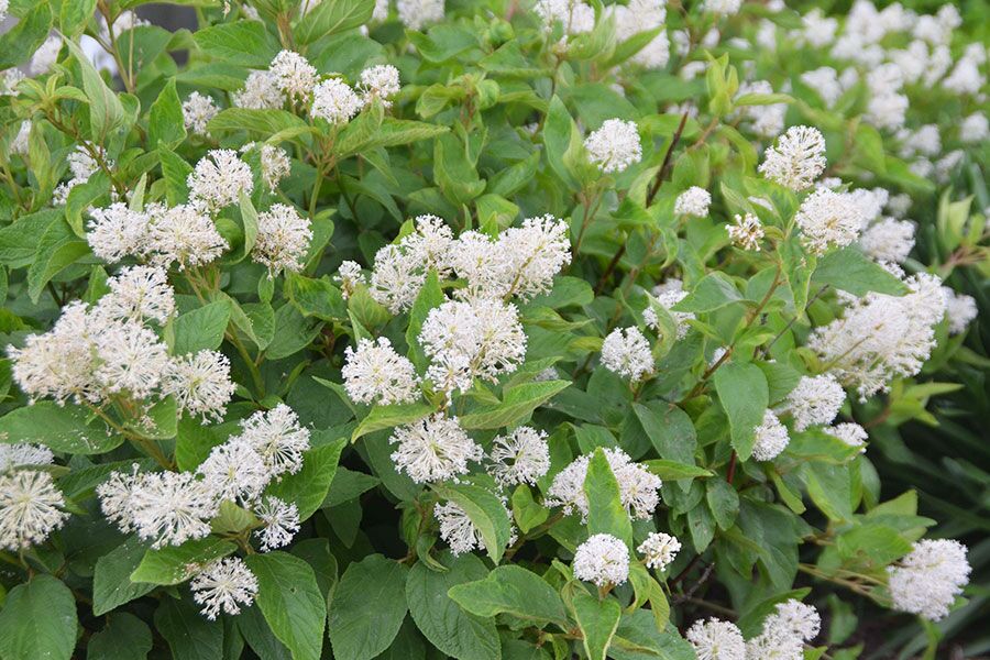 New Jersey Tea | Johnson's Nursery | KB