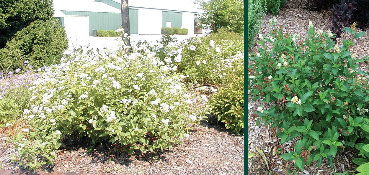 New Jersey Tea | Johnson's Nursery | KB