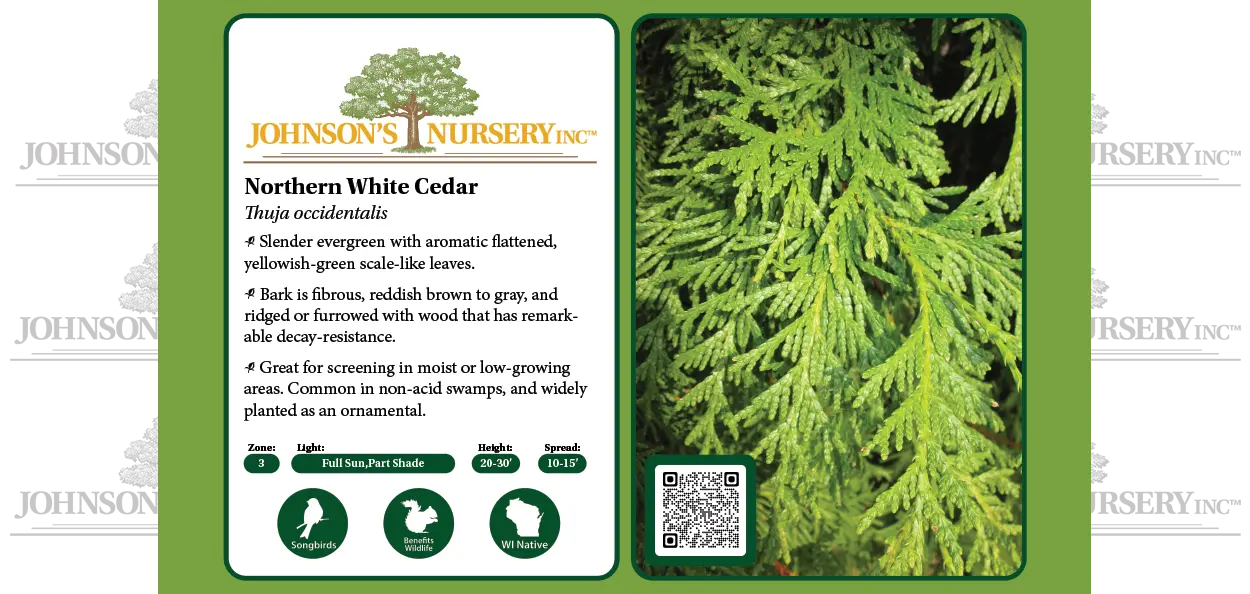 Northern White Cedar | Johnson's Nursery | KB