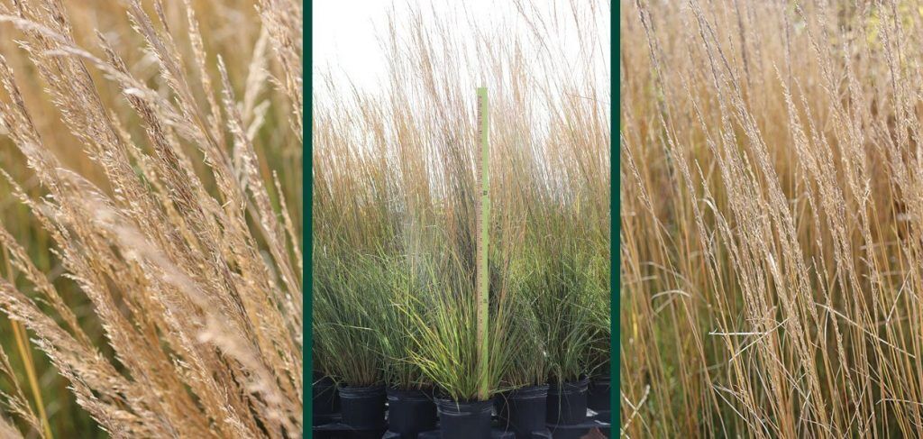Overdam Feather Reed Grass | Johnson's Nursery | KB