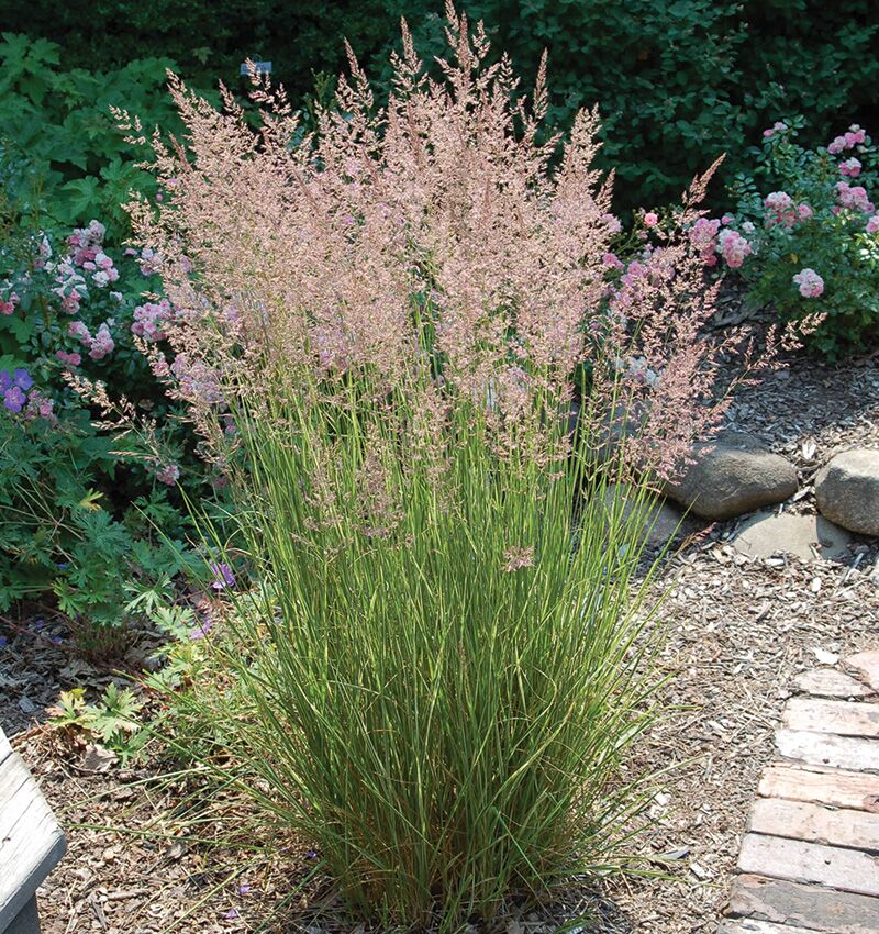 Overdam Feather Reed Grass | Johnson's Nursery | KB