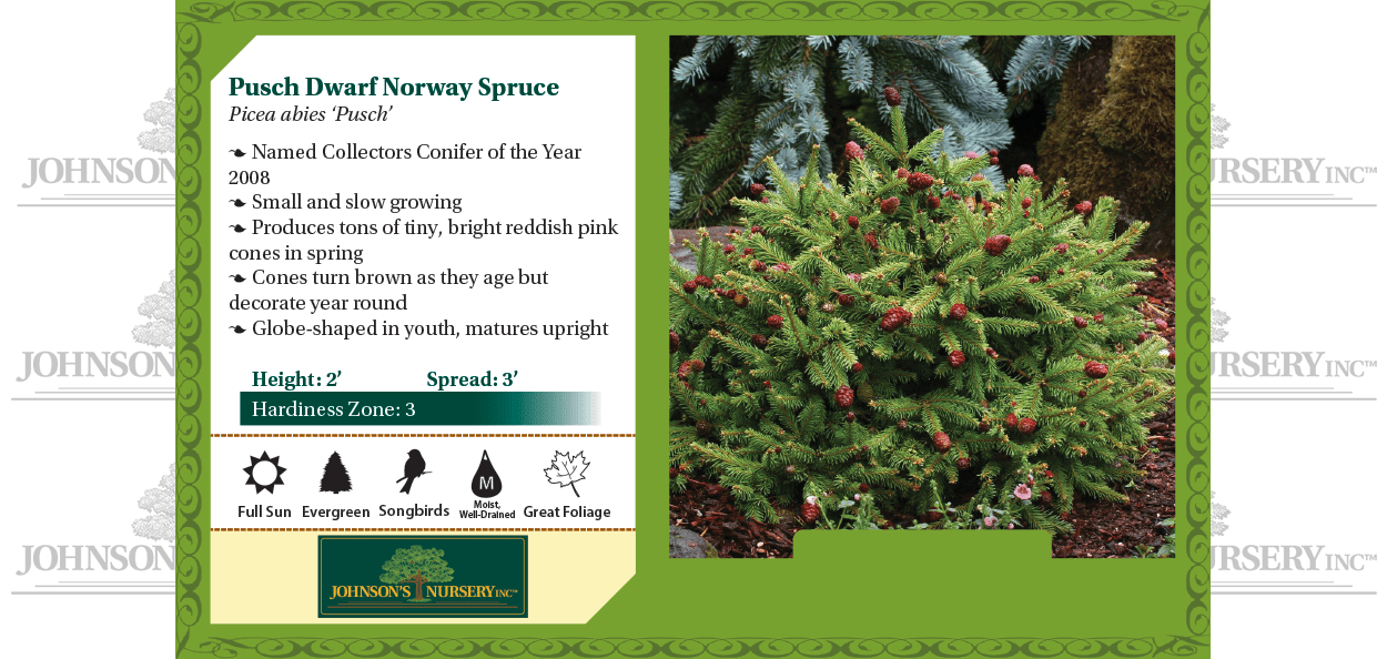 Pusch Dwarf Norway Spruce | Johnson's Nursery | KB