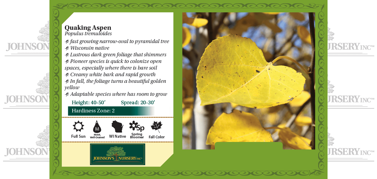 Quaking Aspen | Johnson's Nursery | KB
