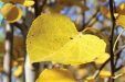 Quaking Aspen | Johnson's Nursery | KB