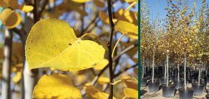 Quaking Aspen | Johnson's Nursery | KB