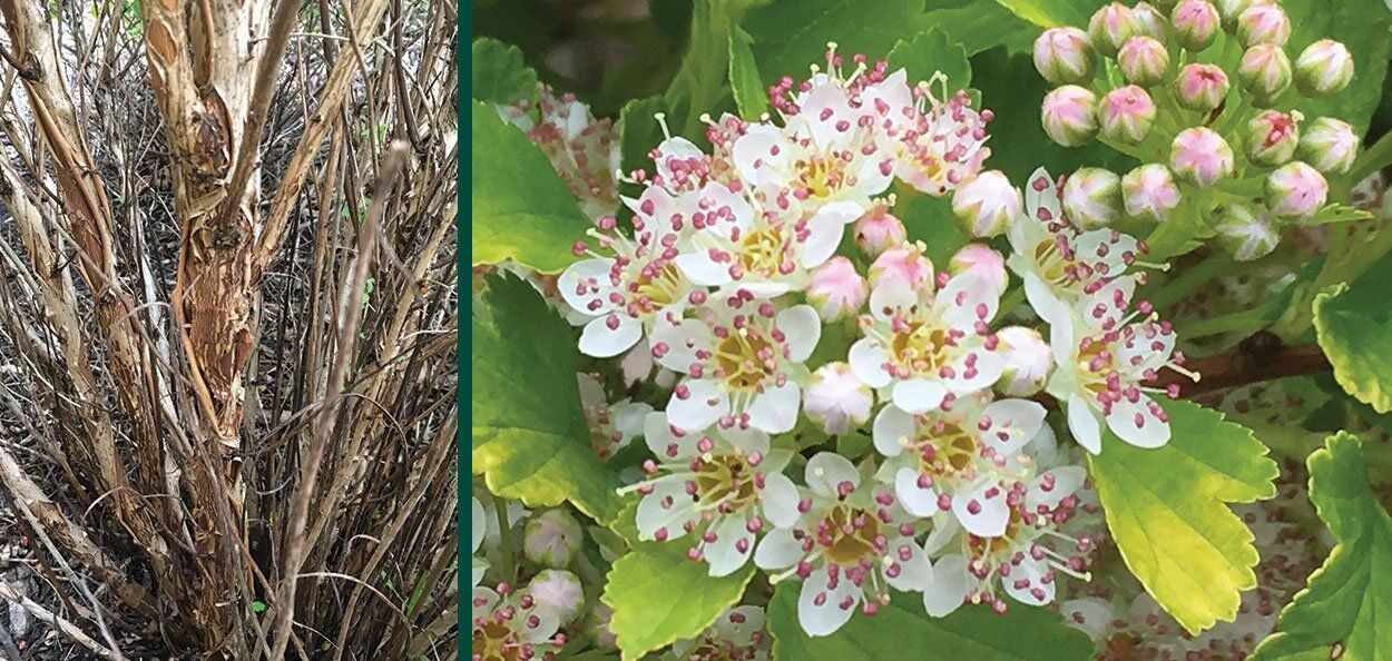 Raspberry Lemonade™ Ninebark | Johnson's Nursery | KB