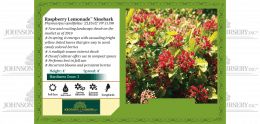 Raspberry Lemonade™ Ninebark | Johnson's Nursery | KB