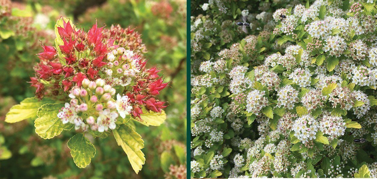 Raspberry Lemonade™ Ninebark | Johnson's Nursery | KB