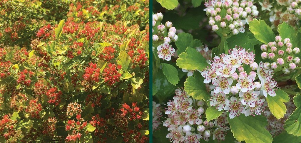 Raspberry Lemonade™ Ninebark | Johnson's Nursery | KB