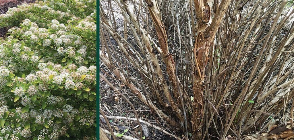 Raspberry Lemonade™ Ninebark | Johnson's Nursery | KB