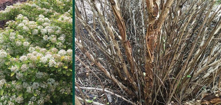 Raspberry Lemonade™ Ninebark | Johnson's Nursery | KB