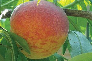 Reliance Peach | Johnson's Nursery | KB