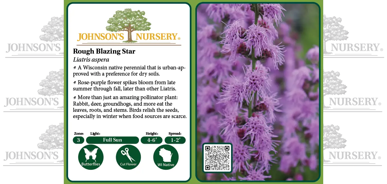 Rough Blazing Star | Johnson's Nursery | KB